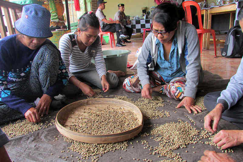 Masuk Panen Raya, Harga Kopi Robusta Pupuan Meningkat | BALIPOST.com