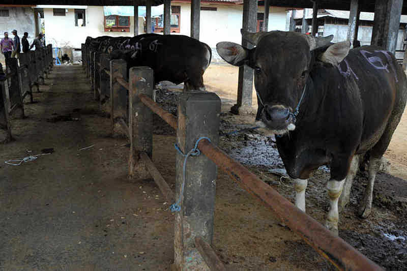 Sapi di Pasar Hewan Beringkit Nikmati Layanan Kesehatan Gratis ...
