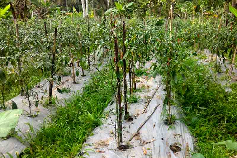 Kreatif, Petani Ini Manfaatkan Tanah Marginal hingga Olah Hasil Panen ...