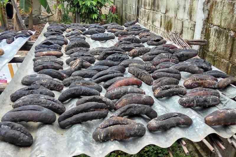 Manfaat Makan Teripang | BALIPOST.com