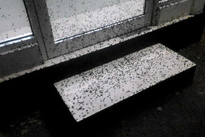 Ribuan Hama Kepinding Tanah Serbu Permukiman | BALIPOST.com