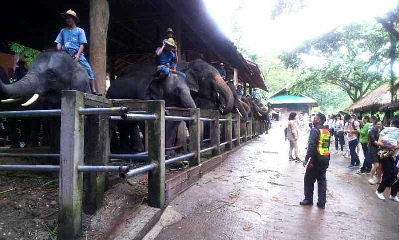 Begini Konservasi Gajah di Chiang Mai, Main Bola Hingga Museum Lukisan ...