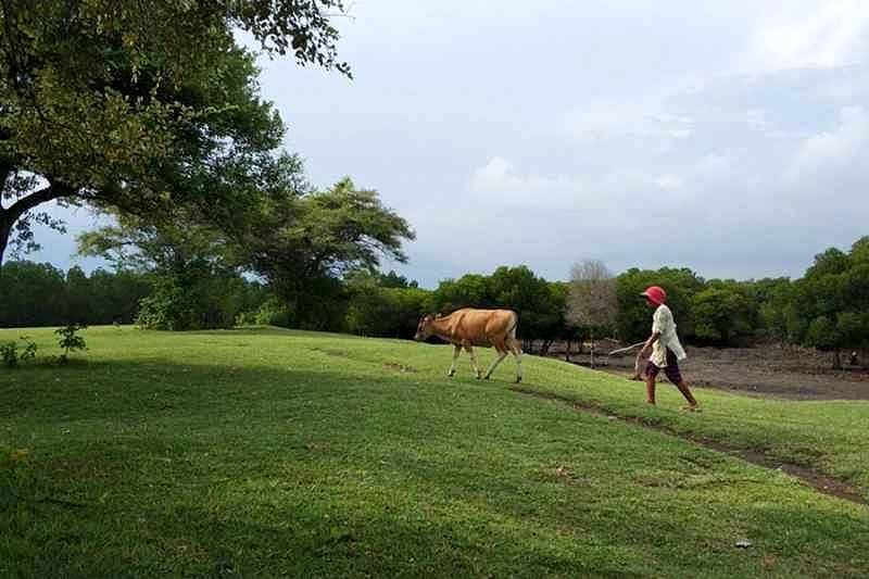 Wisata Karangsewu Digunakan untuk Gembala Sapi | BALIPOST.com