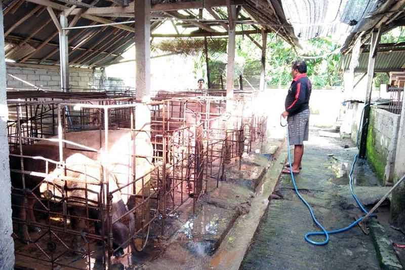 Puluhan Babi Peternak Jegu Mati, Ini Langkah Awal Sembari Tunggu Hasil ...