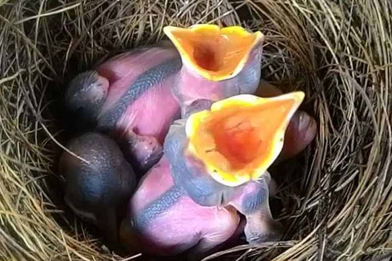 Berguna Untuk Ini, Desa Munduk Temu Lestarikan Populasi Burung Punglor ...