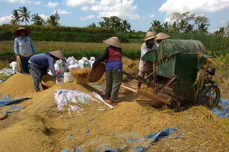 Musim Hujan, Perpadi Tabanan Tak Maksimal Serap Gabah Petani | BALIPOST.com