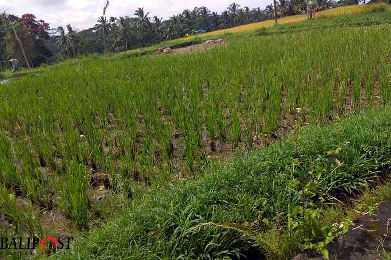 Tiga Unit Demplot akan Dikembangkan di Susut | BALIPOST.com