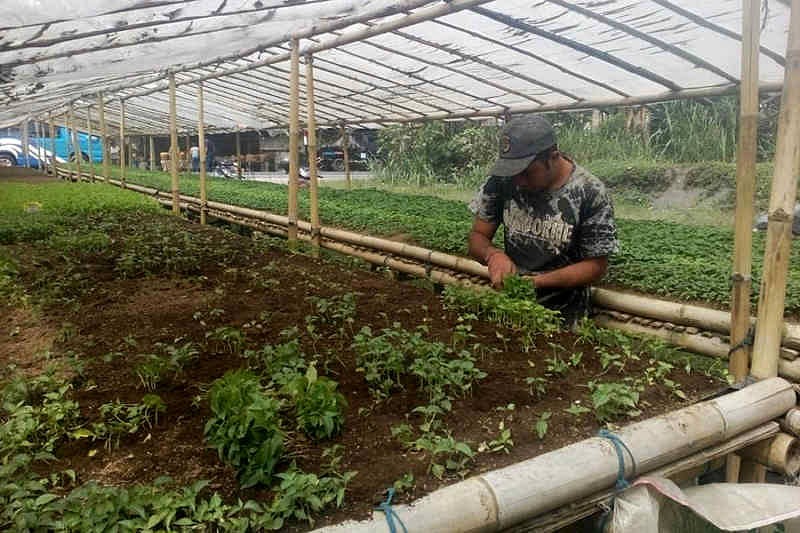 Harga Naik, Petani Mulai Tanam Cabai | BALIPOST.com