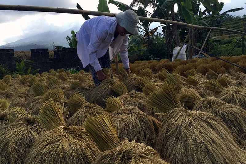 Ekspor Beras Merah Cendana Terhenti, Petani Harapkan Perantara ke ...