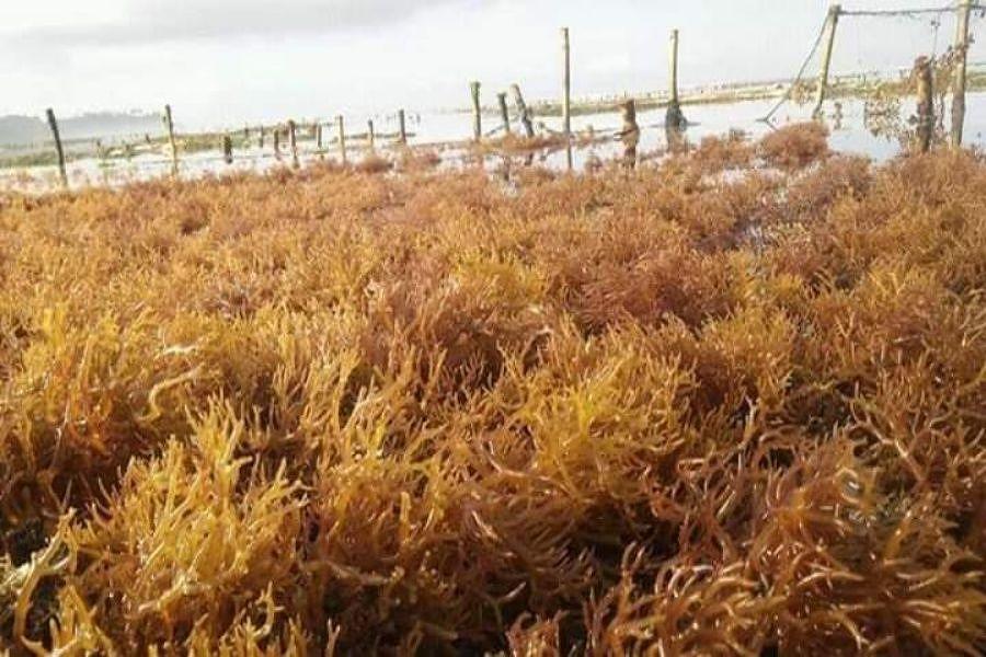 Kembalikan Kualitas Rumput Laut, Pemerintah Bikin Demplot | BALIPOST.com