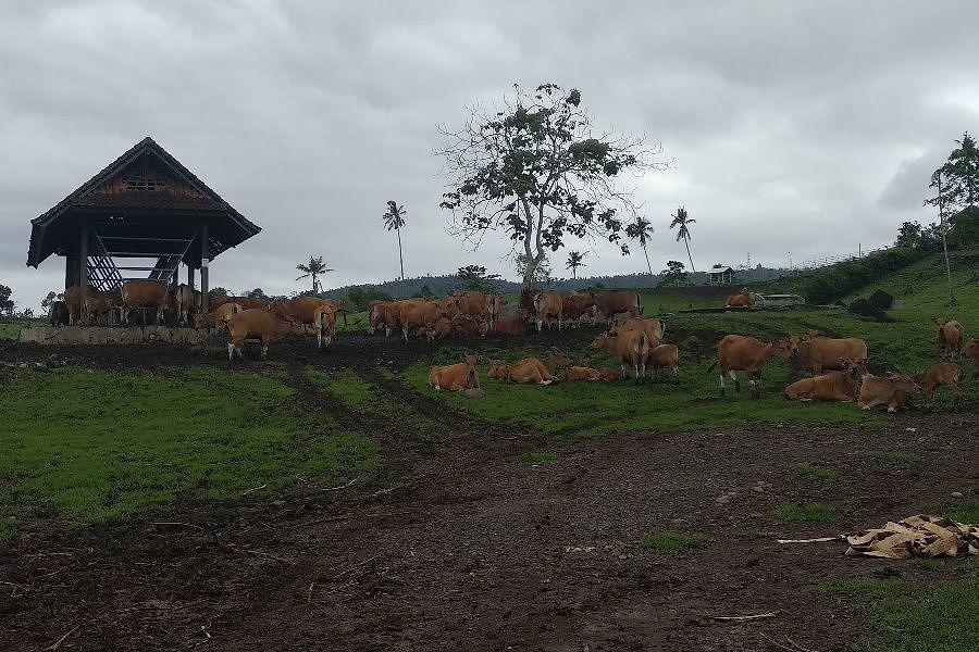 Pelestarian Sapi Bali di Pangyangan | BALIPOST.com