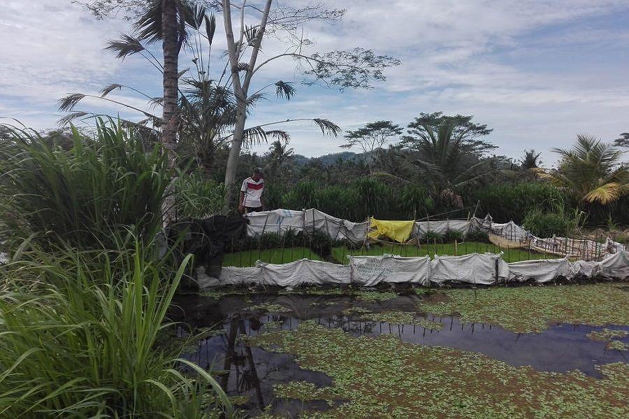 Bibit Padi Dirusak Tikus, Petani Kelimpungan | BALIPOST.com