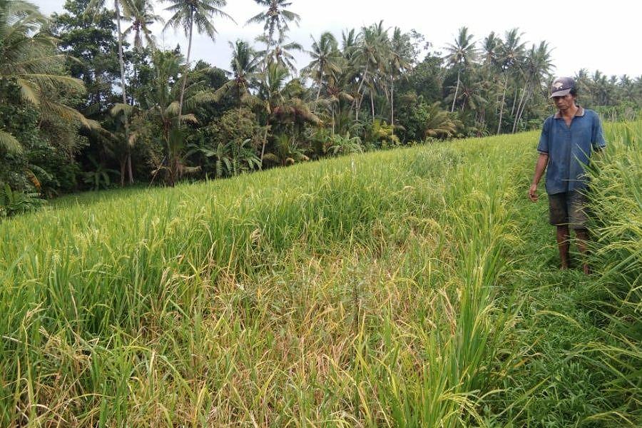 Pertanian Badung Diserang Hama Tikus | BALIPOST.com