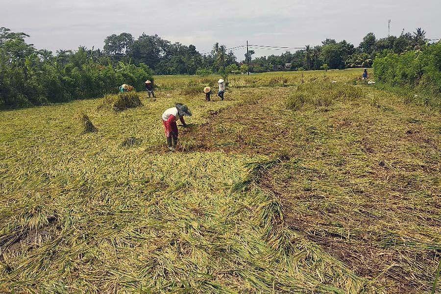 Meluas, Padi Rebah di Jembrana | BALIPOST.com