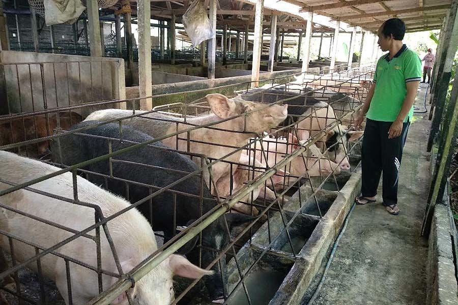 Harga Babi di Peternak Anjlok, Capai Rp 24 Ribu Per Kilo | BALIPOST.com