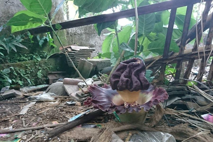 Bunga Bangkai Suweg Tumbuh di Gianyar | BALIPOST.com