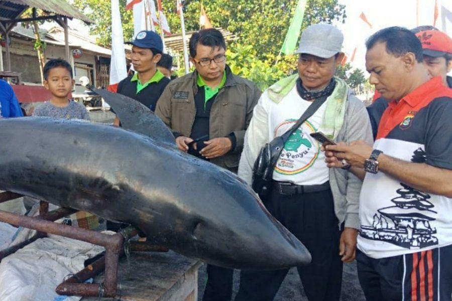 Paus Pilot Terdampar di Pantai Penimbangan | BALIPOST.com