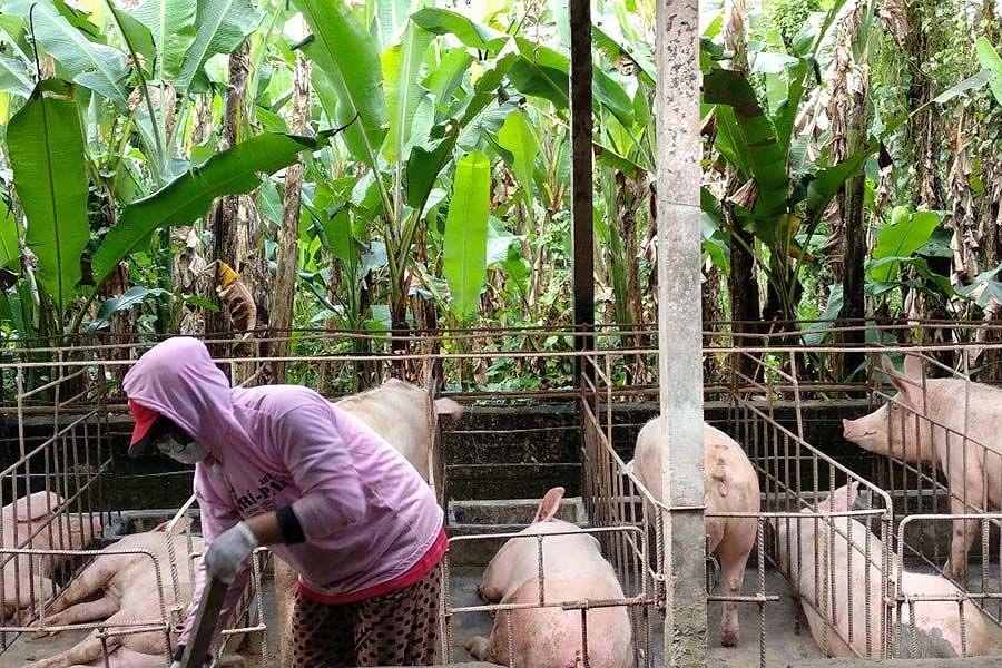 Sebulan Terakhir Ratusan Ternak Babi Mati, Ini Sejumlah Gejalanya ...