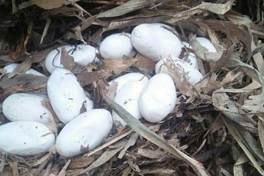 Warga Munduk Lumbang Temukan Telur, Diduga Cobra | BALIPOST.com