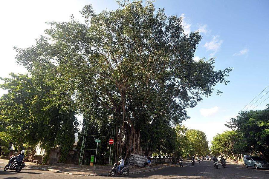 Beringin, "Keystone Species" Hutan Tropis | BALIPOST.com