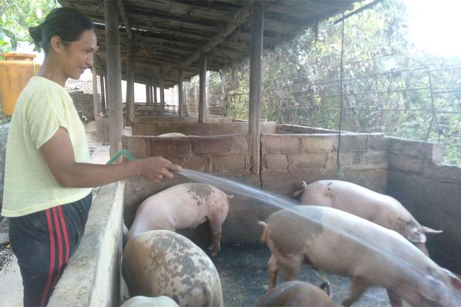 Kandang Babi Yang Ideal