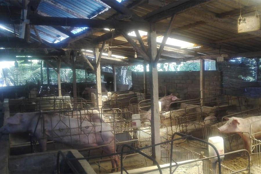 Peternak Babi Rugi, Tuding Pemerintah Lamban Atasi Dugaan Virus ASF ...