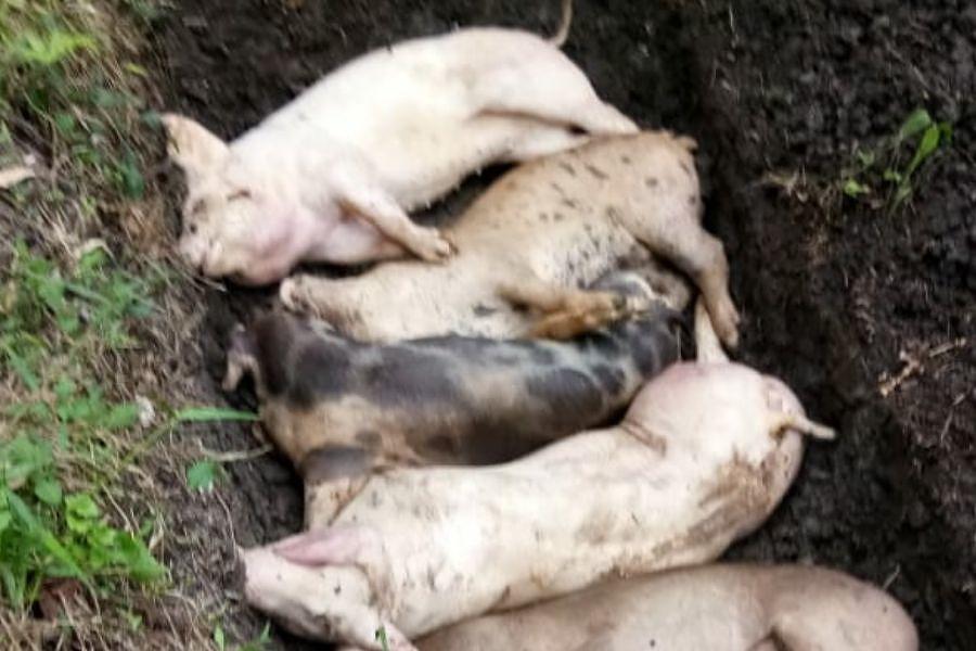 Babi Mati Capai 255 Ekor, PT ABS Kewalahan Mengubur | BALIPOST.com