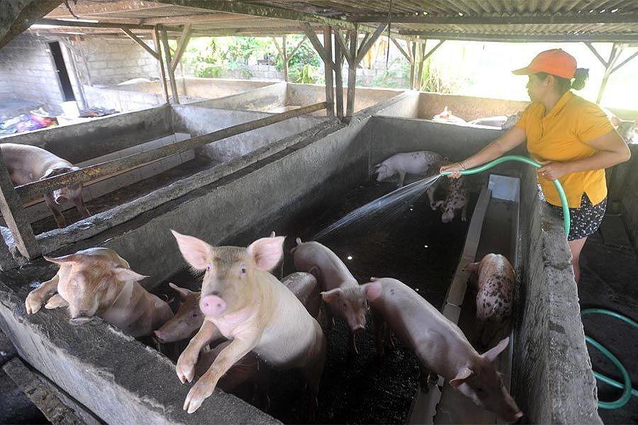 Masalah Peternak Bali Jangan Dianggap Sepele | BALIPOST.com