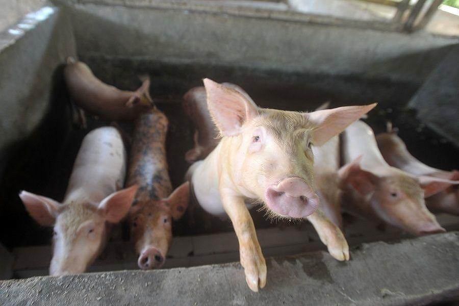Sampai Saat Ini, Sampel Darah Babi Mati Mendadak Belum Keluar Hasilnya ...