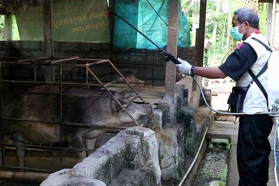 Segera! Selamatkan Peternak Babi Bali | BALIPOST.com