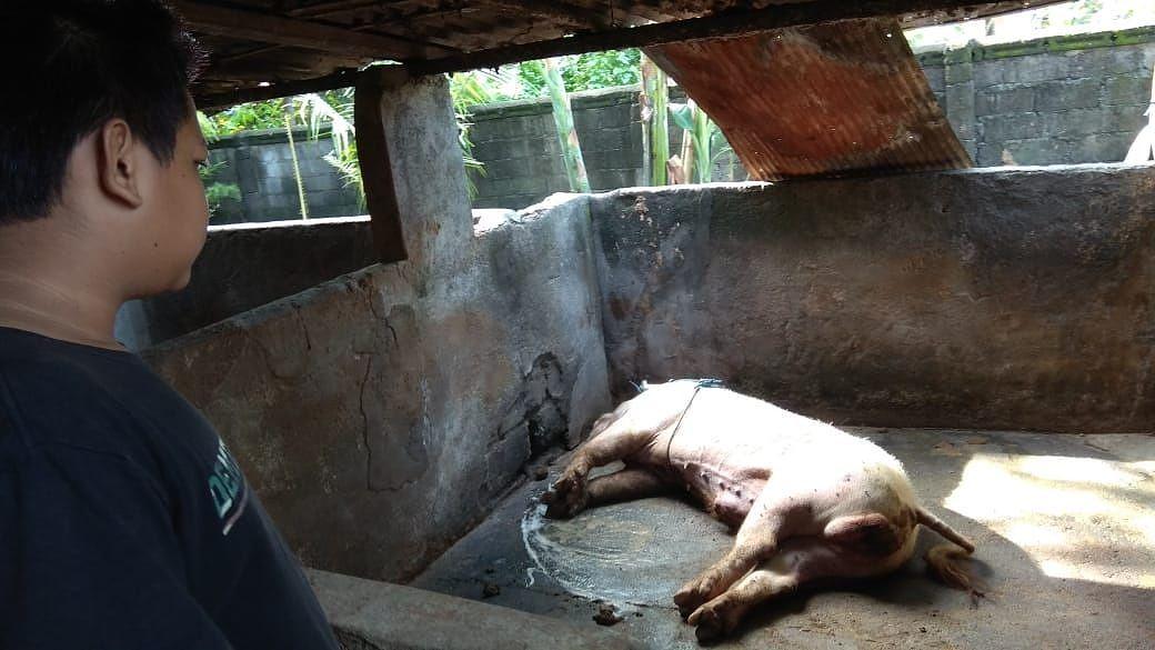 Segini, Jumlah Babi Mati Suspek ASF di Bali | BALIPOST.com
