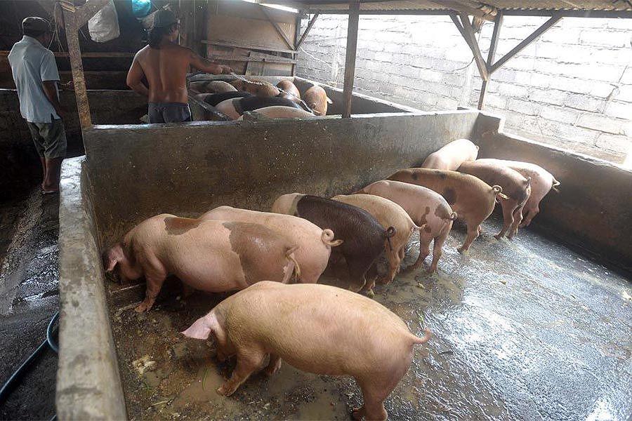 Harga Anjlok, Peternak Babi Pilih Mepatung | BALIPOST.com