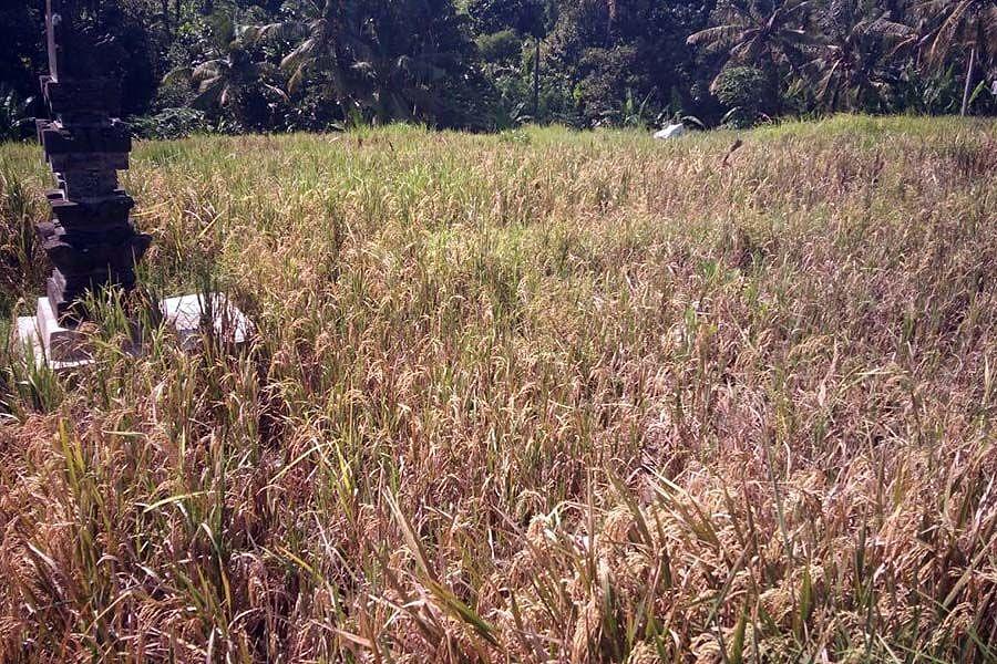 Serangan Hama Tikus Masih Hantui Petani Tabanan, Ratusan Hektare Jadi ...