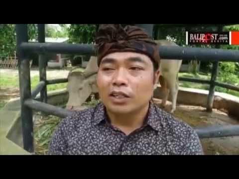 Lembu Putih Desa Taro, Disucikan dan Berkhasiat | BALIPOST.com