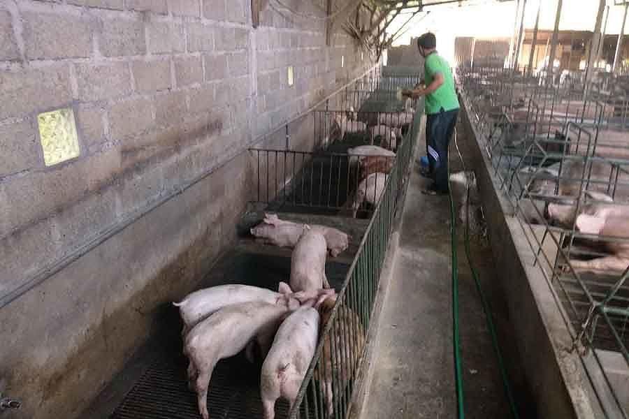 Harga Babi Berangsur Membaik | BALIPOST.com