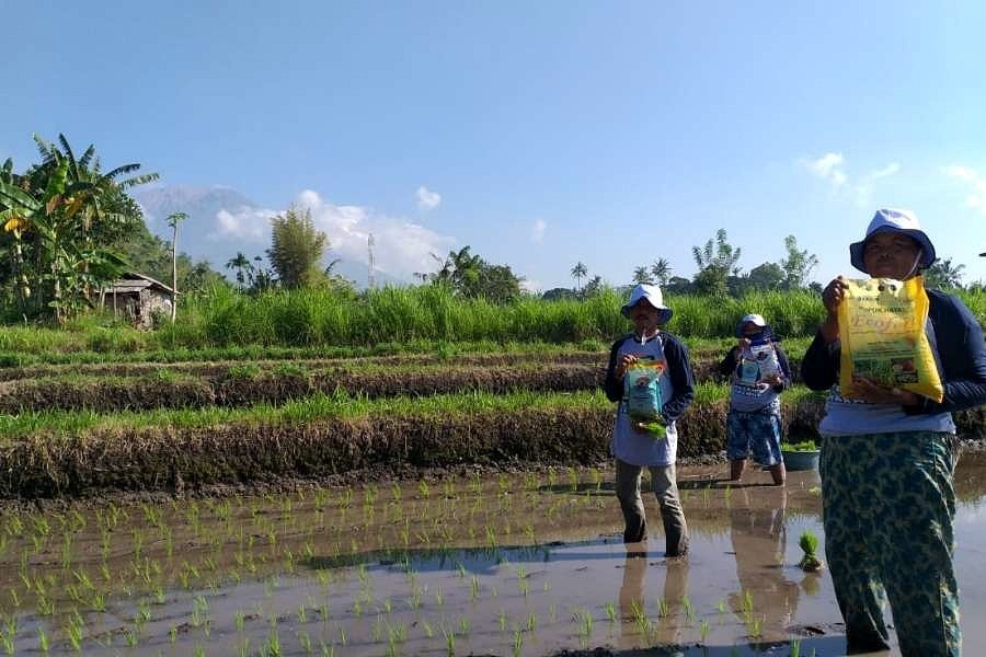 Tingkatkan Produktivitas Pertanian, Demplot Padi Dilaksanakan di Desa ...