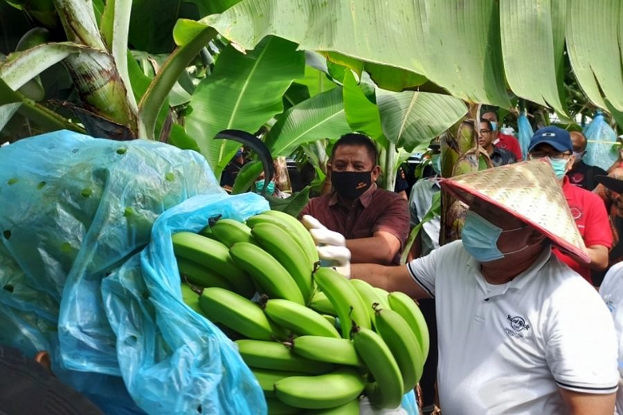 Jembrana Panen Perdana Pisang Cavendish Kualitas Ekspor