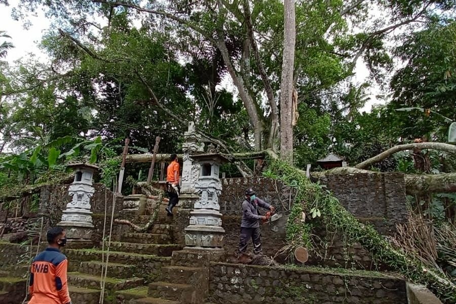 Karena Ini, Evakuasi Pohon Tumbang di Pura Maksan Kancing Gumi Baru ...