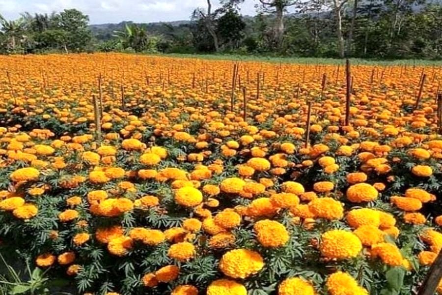 Geliat Petani Bunga Marigold Bali di Tengah Pandemi COVID-19 | BALIPOST.com
