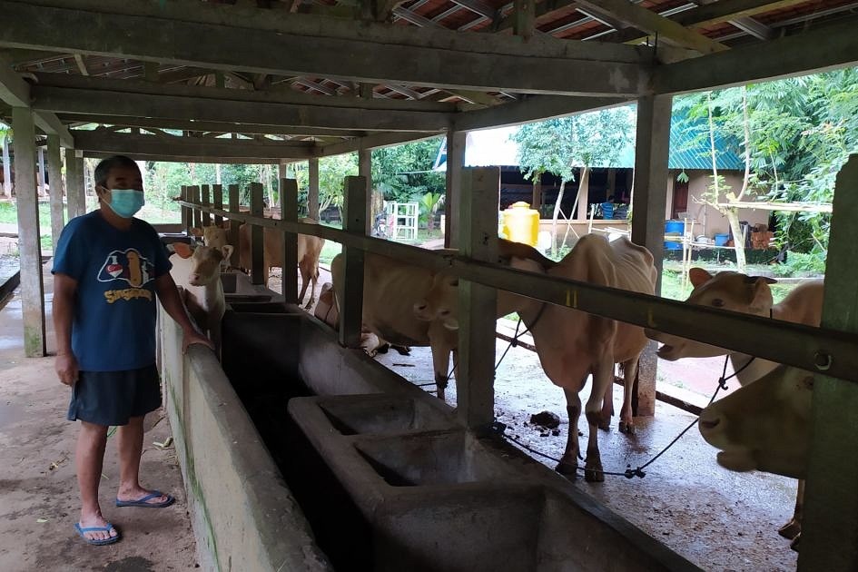 Pelestarian Sapi Putih Desa Taro Terganjal Biaya Pakan | BALIPOST.com