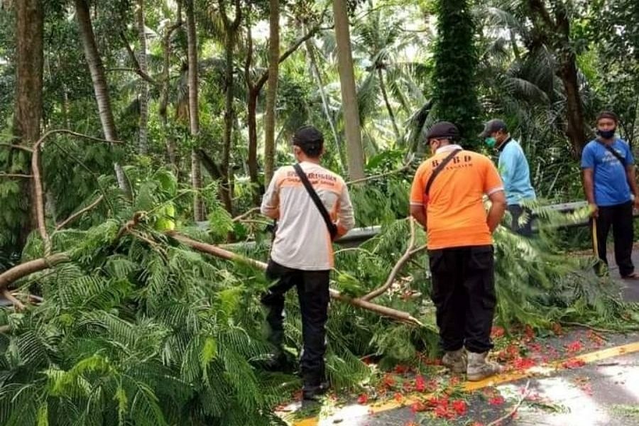 Perindang di Pinggir Jalan Raya Sanghyang Ambu Dipangkas | BALIPOST.com