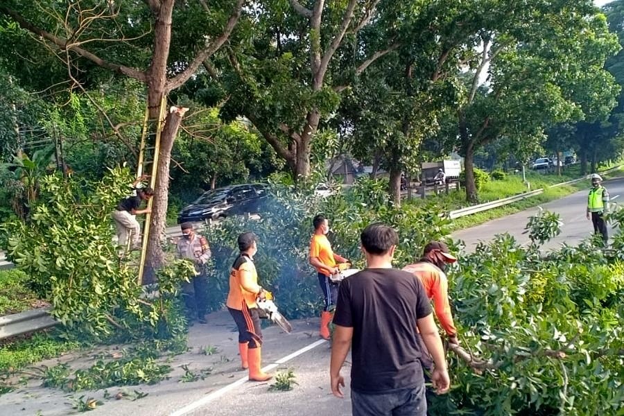 Dahan Pohon Patah Timpa Dua Pengendara Motor | BALIPOST.com