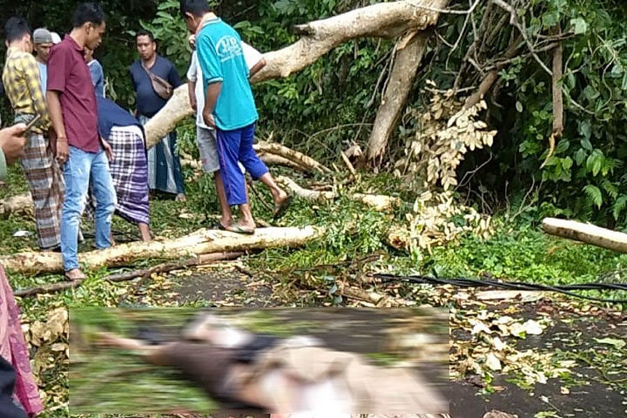 Tak Hanya Kernet, Seorang Pemotor Juga Tewas Tertimpa Pohon di Karangasem | BALIPOST.com