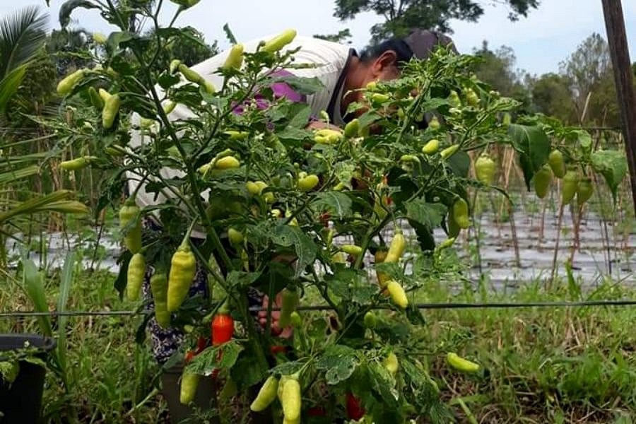 Tekan Inflasi, Badung Kembangkan Cabai dengan Teknologi Proliga | BALIPOST.com