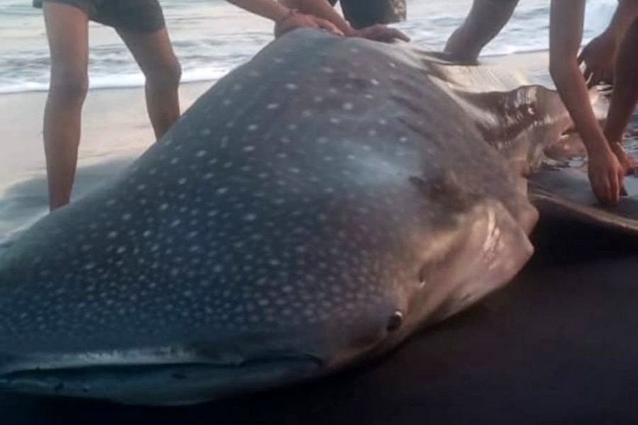 Ikan Hiu Tutul Terdampar di Pantai Tegal Besar, Berulangkali Didorong ...