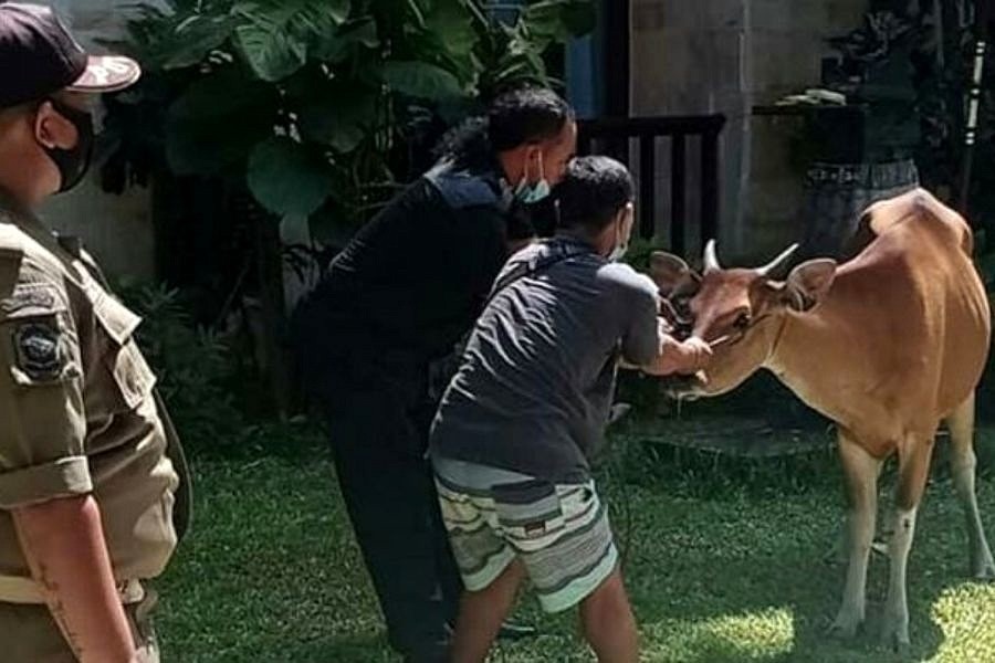 Karena Dengar Ini, Sapi Masuk ke Hotel di Kuta | BALIPOST.com