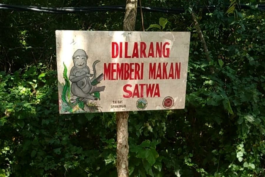 Kera di Bali Barat Banyak Berkeliaran di Jalan, Pengelola TNBB Beri ...