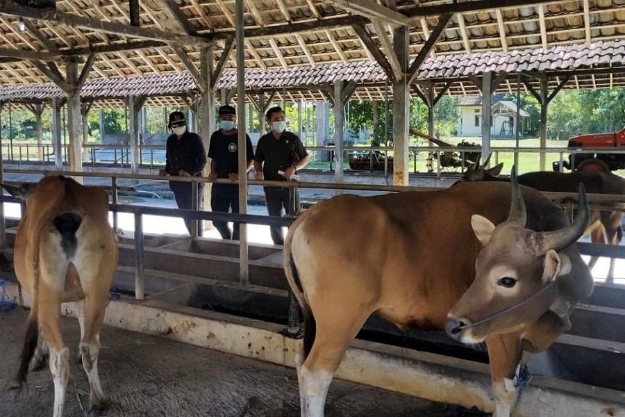 Sapi Kurus, ATP Melaya Belum Maksimal | BALIPOST.com