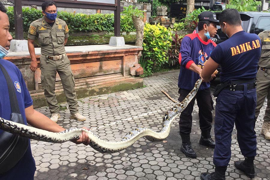 Ular Piton Masuk Rumah Warga di Guwang | BALIPOST.com Ular Piton Masuk Rumah Warga di Guwang | BALIPOST.com