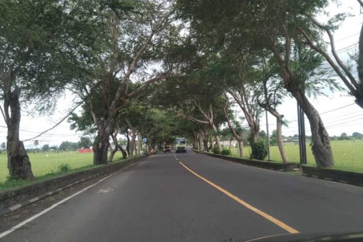 Pohon Perindang Sepanjang Jalur Denpasar-Gilimanuk Rawan Tumbang ...
